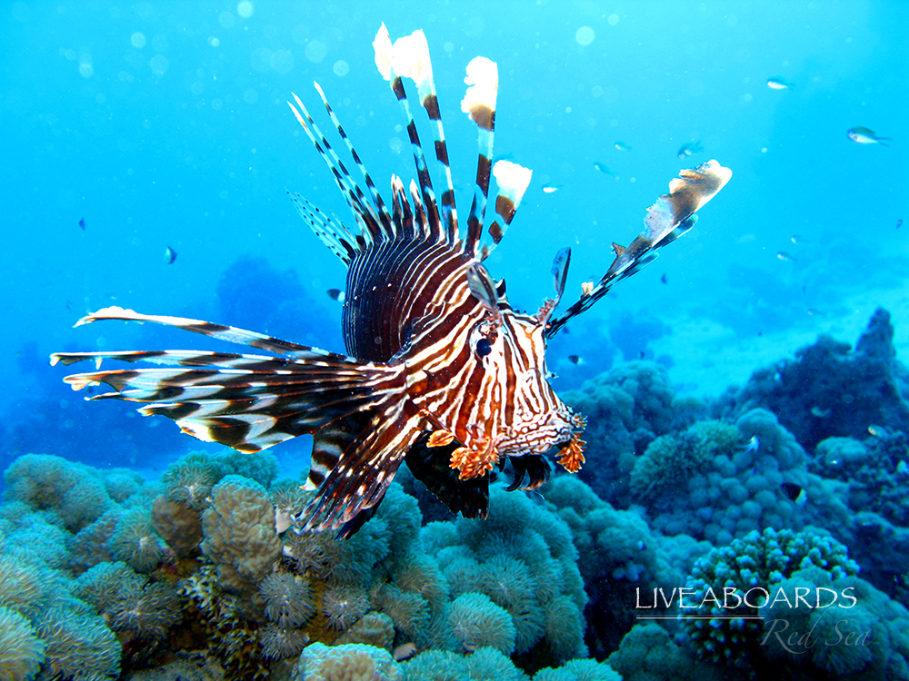 Liveaboards Red Sea – Red Sea Liveaboard Holidays – Itineraries
